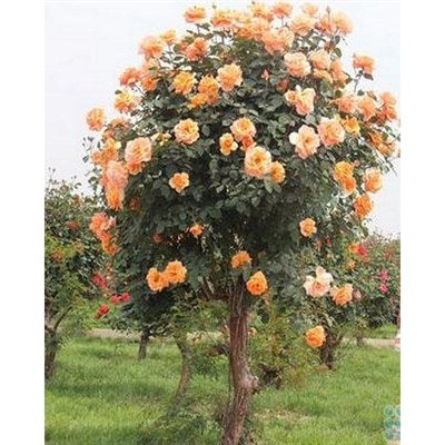 Buy Orange Rose Tree Seeds from Fresco Seeds at Competitive Prices in ...
